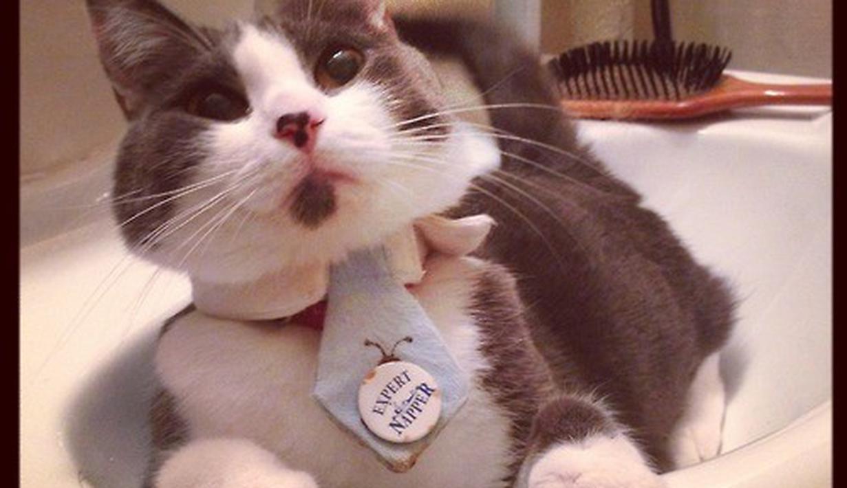 12 Ekspresi Kucing dan Makna dari Setiap Ekspresinya - Photo Fimela.com