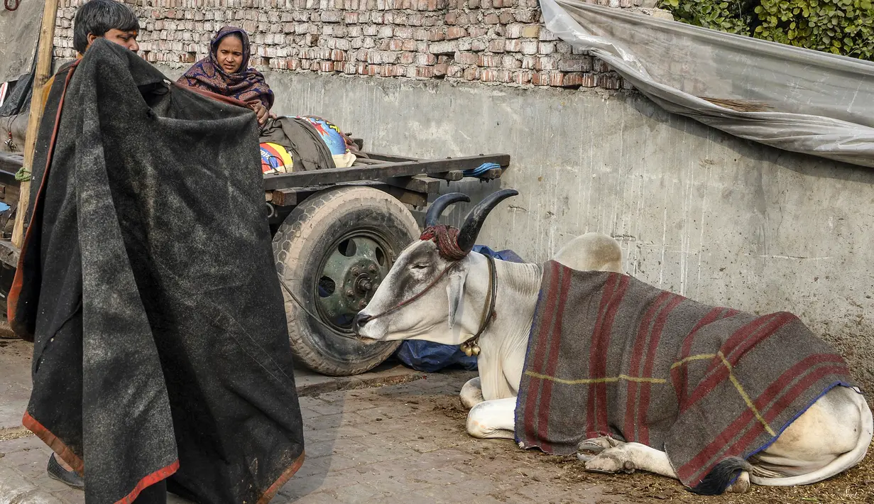 FOTO: Cuaca Dingin, Sapi di India Diberi Selimut - Foto Liputan6.com