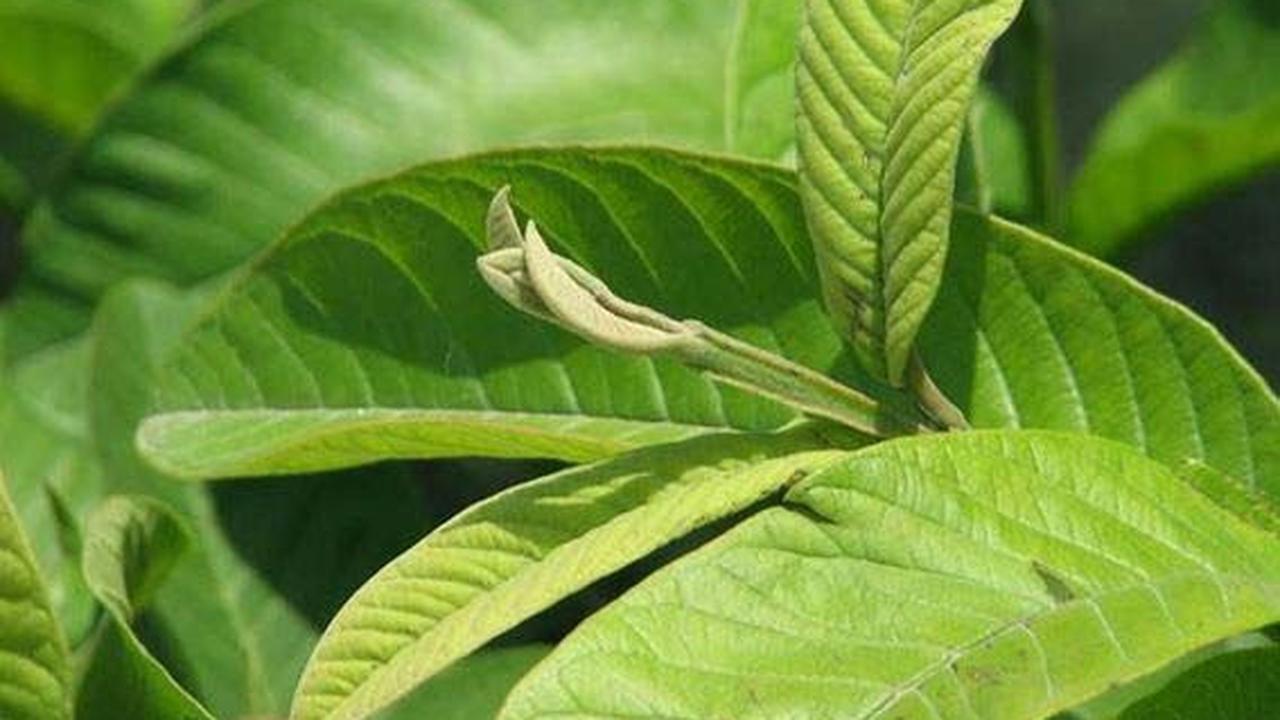 Resep Jamu Rebusan Daun untuk Turunkan Tekanan Darah Tinggi, Ampuh dan ...