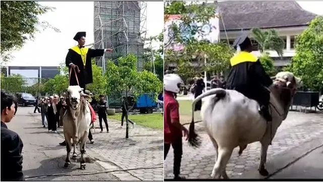 Viral Mahasiswa Bawa Sapi saat Rayakan Wisuda, Dinaiki Hingga Bikin Heboh - Hot Liputan6.com