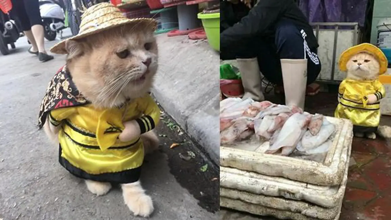 So Cute, Kucing Ini Jadi Menjaga Lapak & Mandor Jualan Ikan Di Pasar