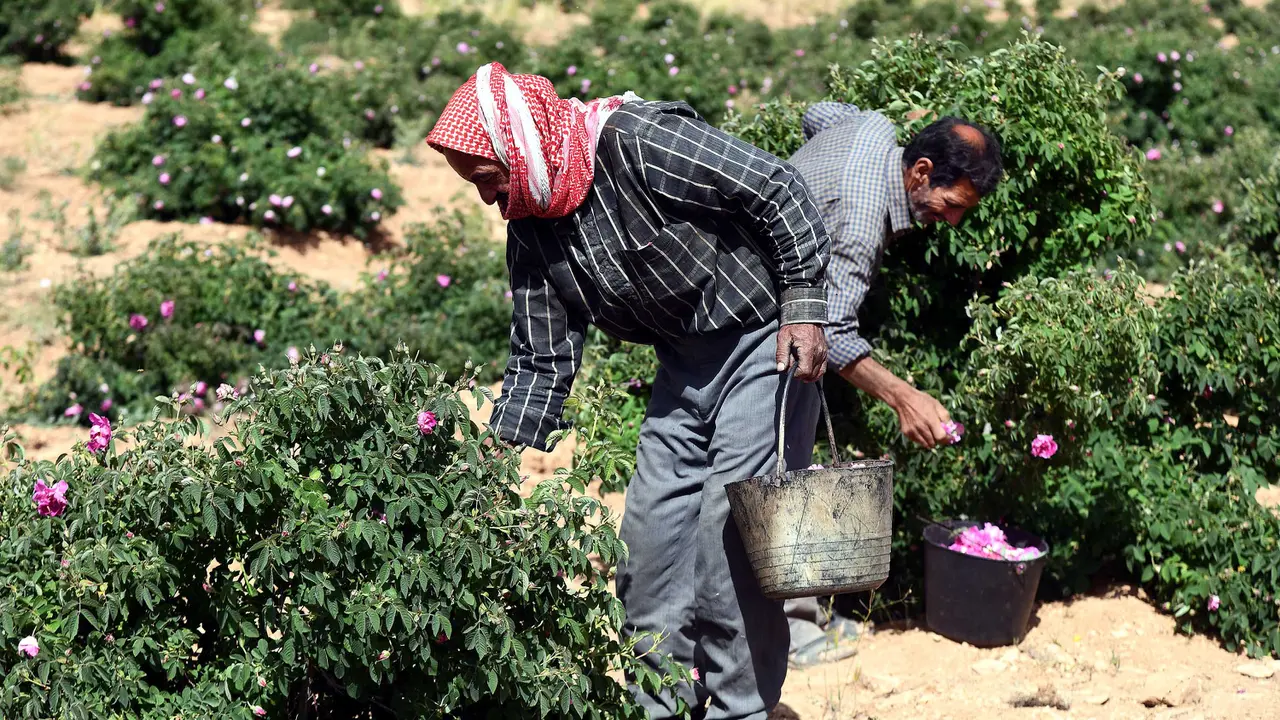 5 Cara Merawat Bunga Mawar Agar Tidak Layu, Mudah Dipraktikkan - Hot ...