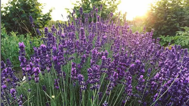 10 Fakta Menarik Lavender, Bunga Ungu yang Disorot Tumbuh di Gurun Arab ...