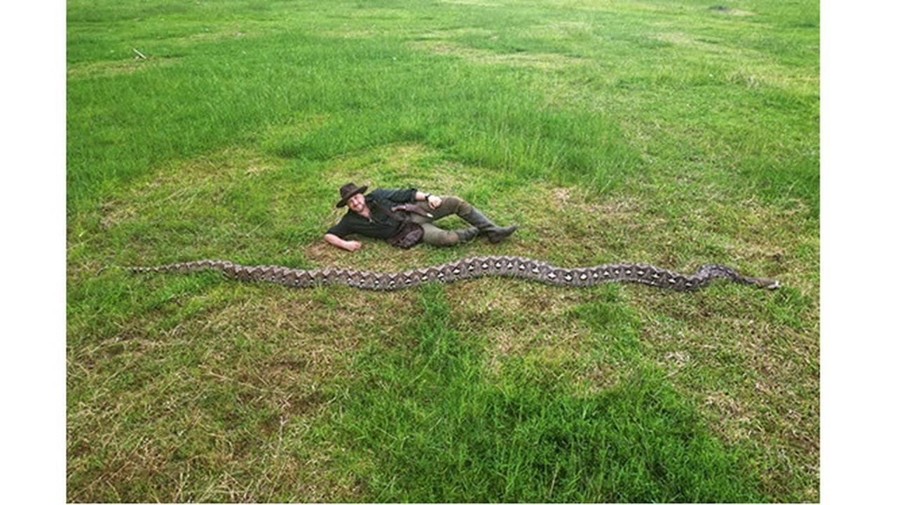 Ular Terpanjang di Dunia Ditemukan di Sulawesi, Panjangnya Hampir 8 Meter