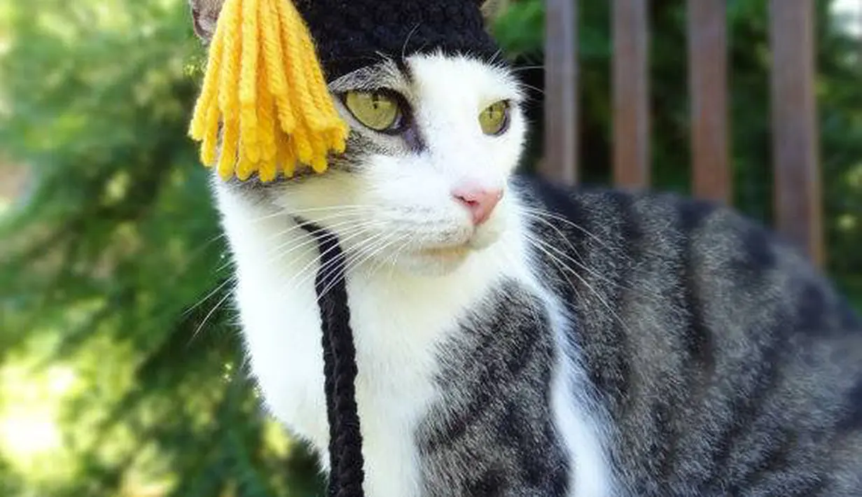 Topi Cute Bikin Kucing Makin Fashionable Dan Menggemaskan - Photo ...