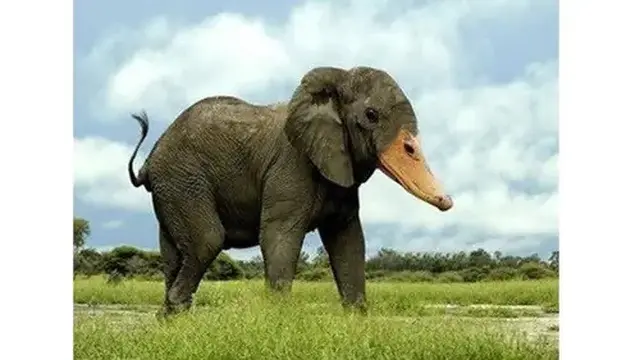 6 Editan Foto Gajah dengan Hewan Lain Ini Absurd, Bikin Ngakak - Hot ...