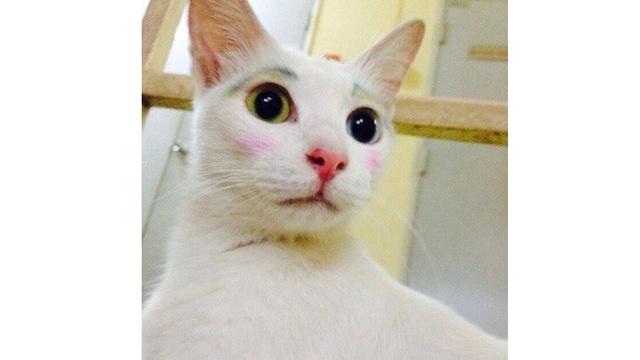 5 Potret Menggemaskan Kucing Saat Pakai Makeup
