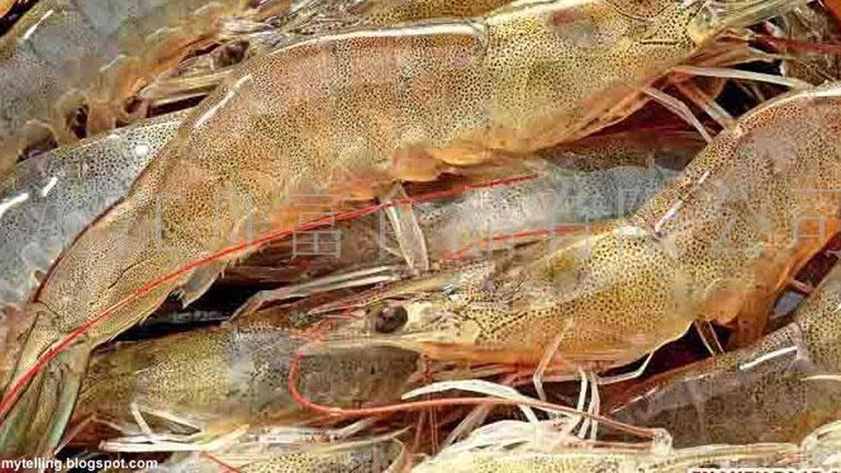 Udang Indonesia Bebas Tuduhan Dumping di Amerika‬ - Bisnis Liputan6.com