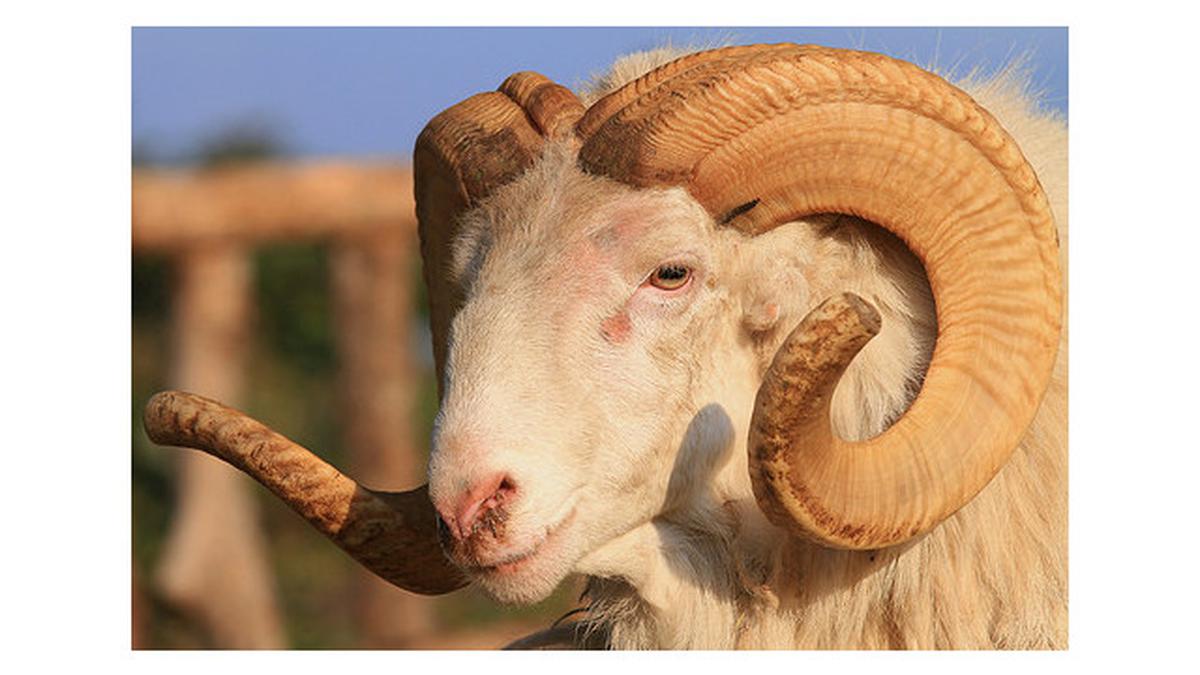 6 Hewan Ini Setia Menjadi Tunggangan Manusia