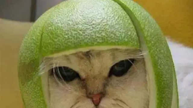 8 Potret Kucing Saat Pakai Helm Ini Bikin Geleng Kepala, Nyeleneh Tapi ...