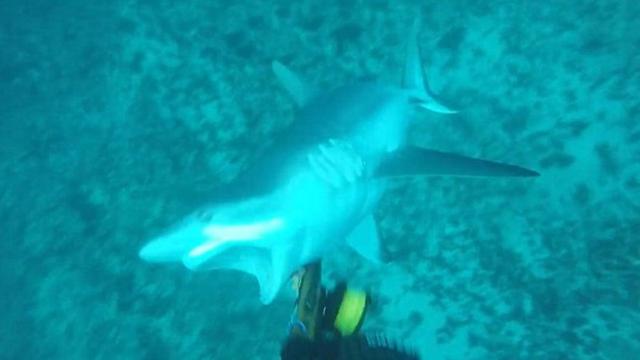 6 Fakta Hiu Banteng, Salah Satu Predator Paling Ganas di Dunia ...