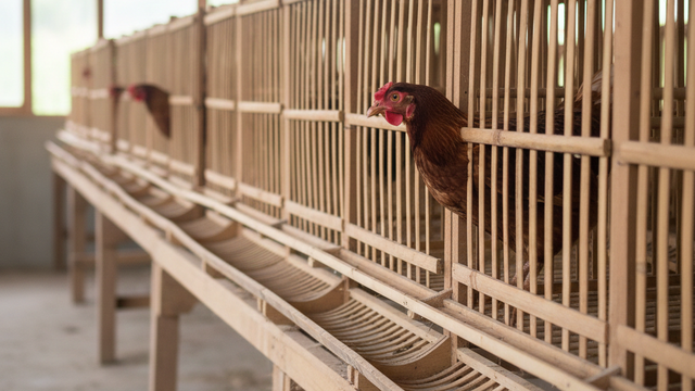 7 Desain Kandang Ayam Kampung Produktif: Kunci Sukses Ternak Optimal