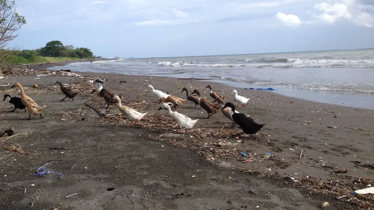 Berita pantai mangindara Hari Ini - Kabar Terbaru Terkini | Liputan6.com