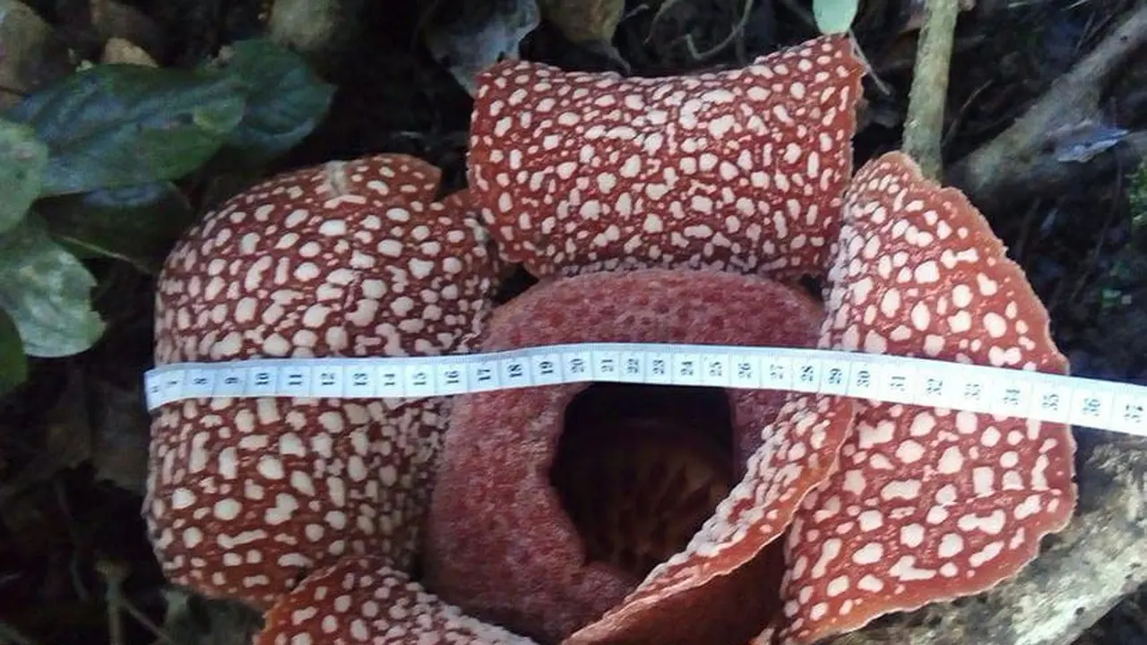 Bunga Langka Raflesia Zollingeriana Mekar di Taman Nasional Meru Betiri ...