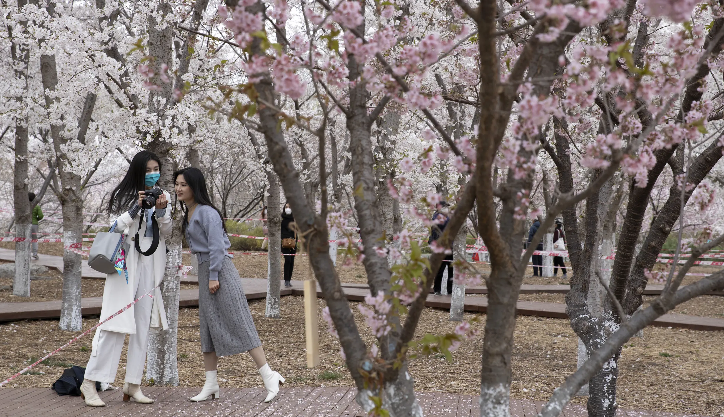 FOTO: Bunga Sakura Bermekaran Pikat Warga Beijing Keluar Rumah - Foto Liputan6.com