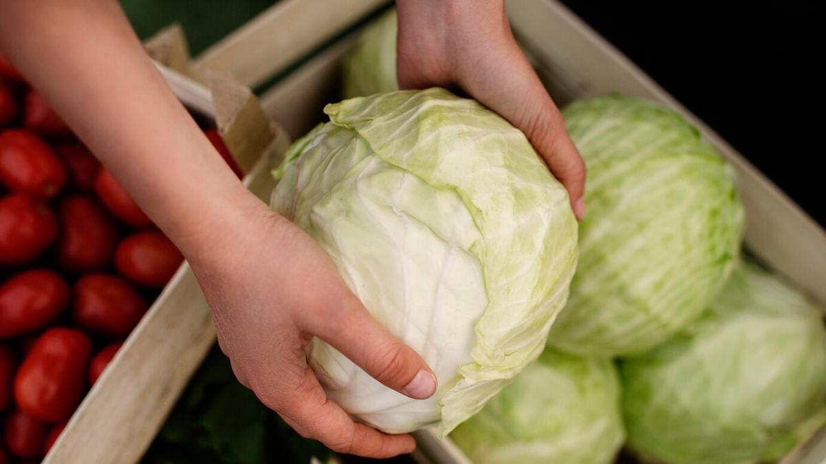 Berita kubis bebas ulat Hari Ini - Kabar Terbaru Terkini | Liputan6.com