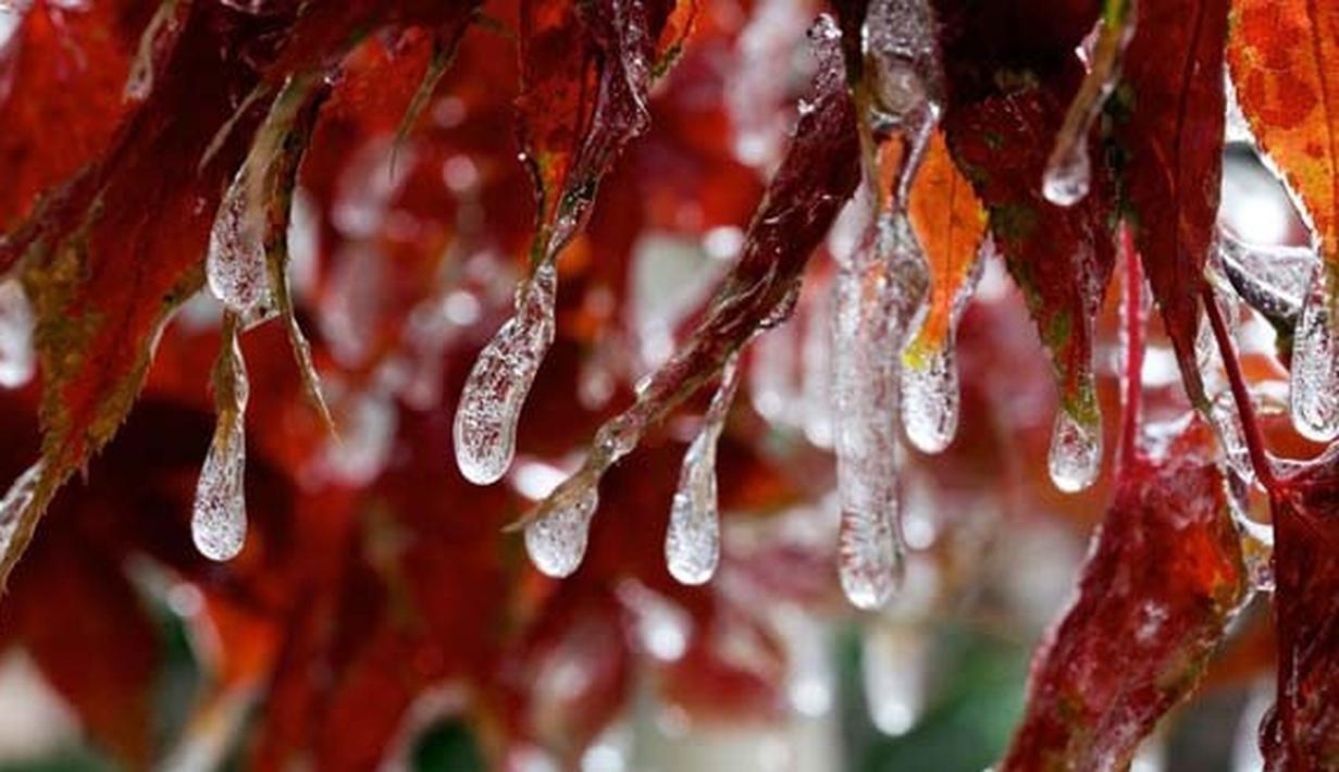 Indahnya Badai Salju Membekukan Bunga-Bunga Cantik Ini - Photo Fimela.com