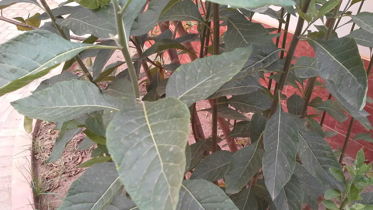 11 Manfaat Daun Afrika untuk Kesehatan, Jaga Kesehatan Mata dan ...