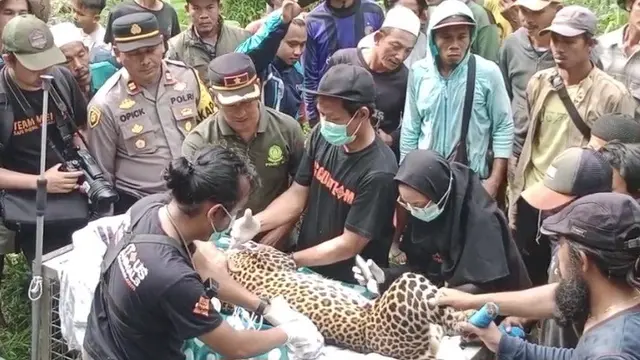 Nasib Macan Tutul yang Terjerat Perangkap Babi di Sukabumi - Regional ...