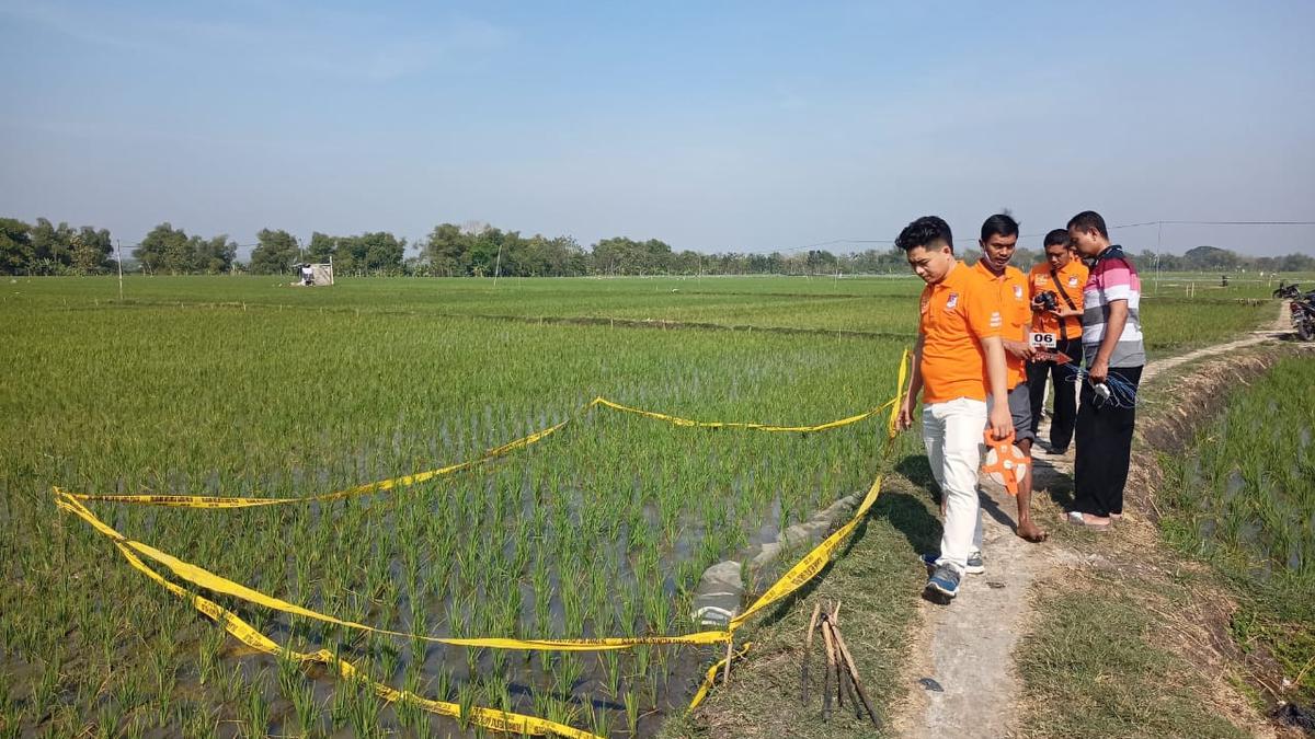 Lagi, Petani di Blora Tewas Kena Setrum Jebakan Tikus - Regional ...