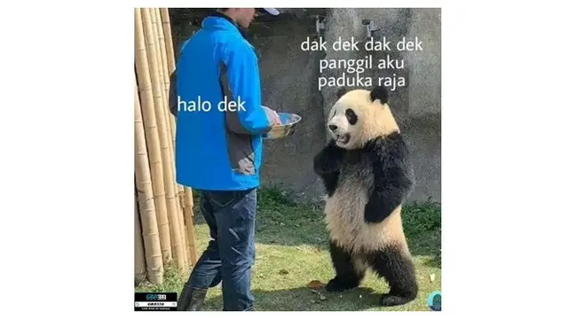 6 Meme Pakai Gambar Hewan Ini Kocak, Bikin Tepuk Jidat - Hot Liputan6.com