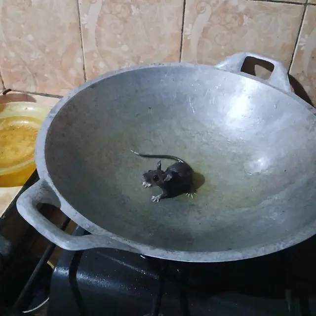 6 Potret Apes Tikus Nyemplung di Minyak Goreng Ini Bikin Tepuk Jidat ...
