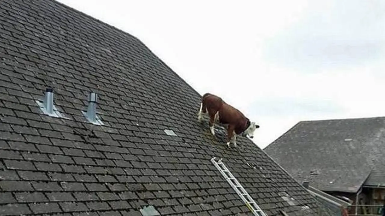 6 Potret Hewan Naik ke Atap Rumah Ini Bikin Gagal Paham, Nyeleneh - Hot ...