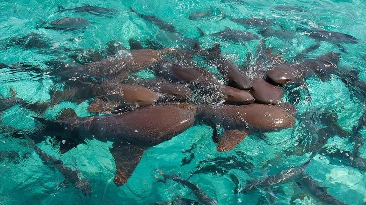 Ritual Khusus Nelayan Bengkulu Tangkap Anak Hiu