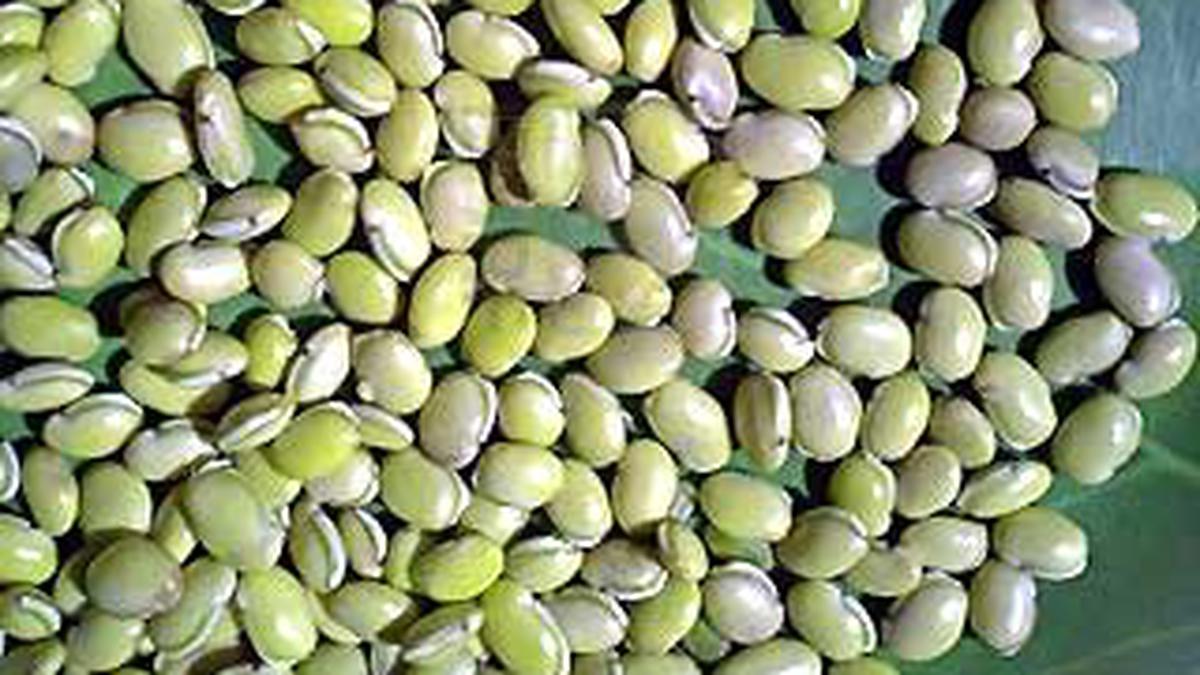 Kacang Komak Berguna untuk Antidiabetes - Health Liputan6.com