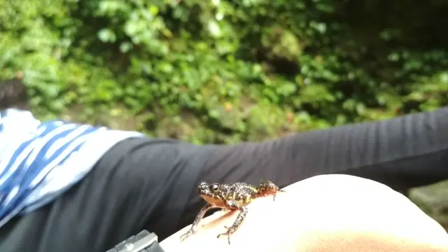 Kodok Merah Gunung Ciremai Mirip Kodok Gunung Slamet - Regional ...