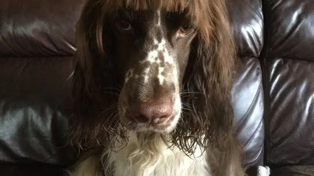 7 Potret Anjing Miliki Model Rambut Keren, Nggak Kalah Sama Manusia ...
