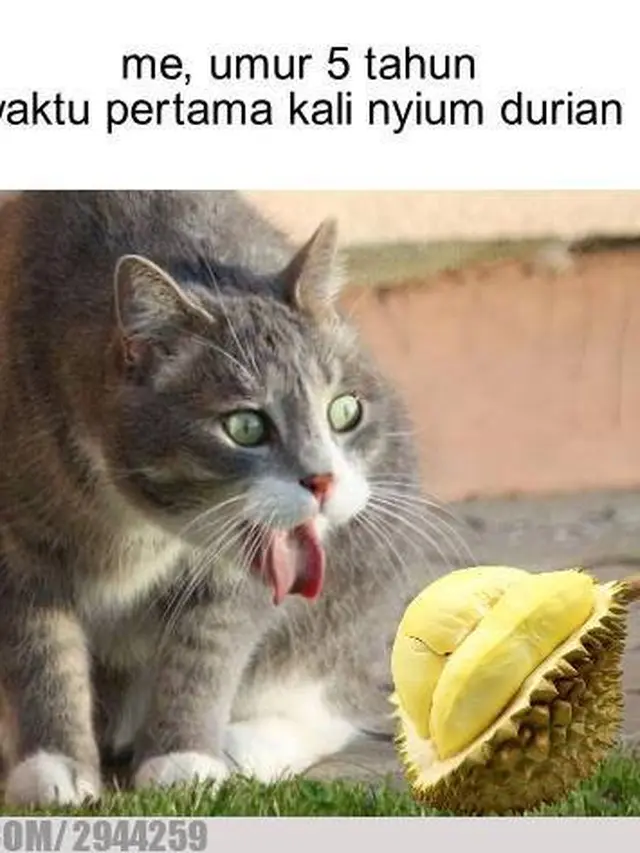 6 Meme Tentang Durian Ini Nyeleneh Pol, Bikin Geleng Kepala - Hot ...