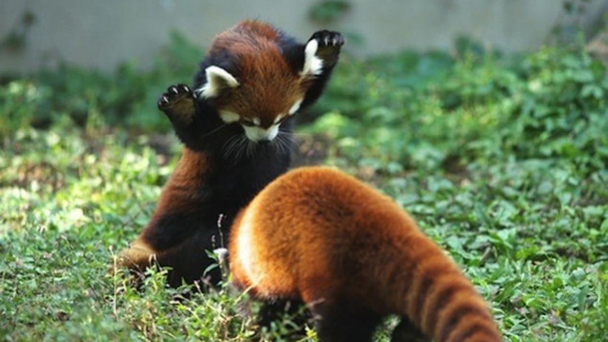Kenalan dengan Si Panda Merah yang Cute Ini Yuk! - Photo Fimela.com