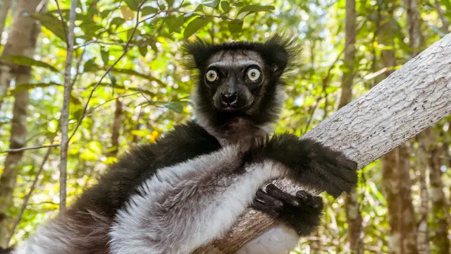 Langka dan Unik, 10 Hewan Ini Mungkin Belum Pernah Kamu Lihat ...
