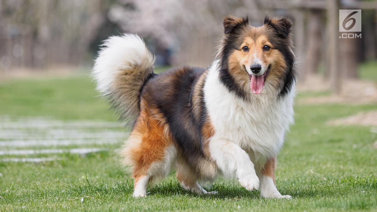 Jenis Makanan yang Bikin Anjing Kena Gangguan Jantung