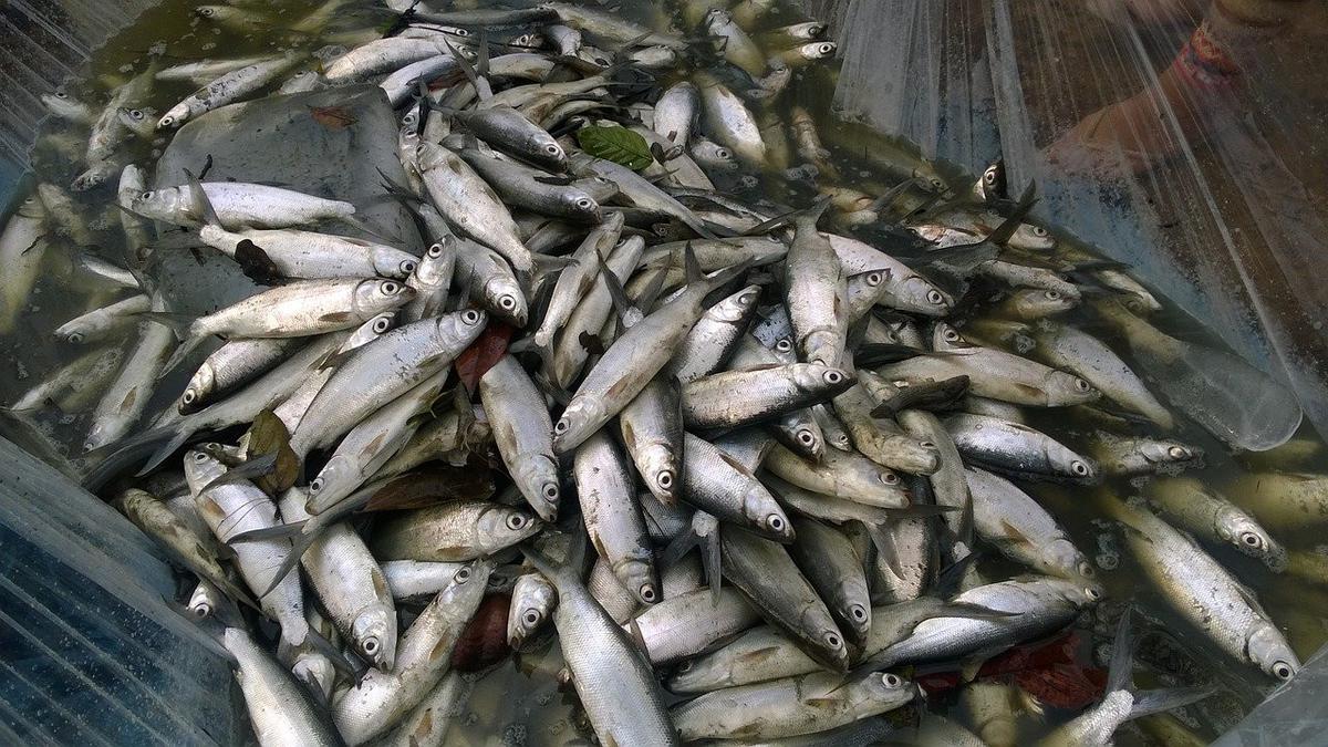 Viral Hujan Ikan Bikin Heboh Warga, Begini Kronologinya
