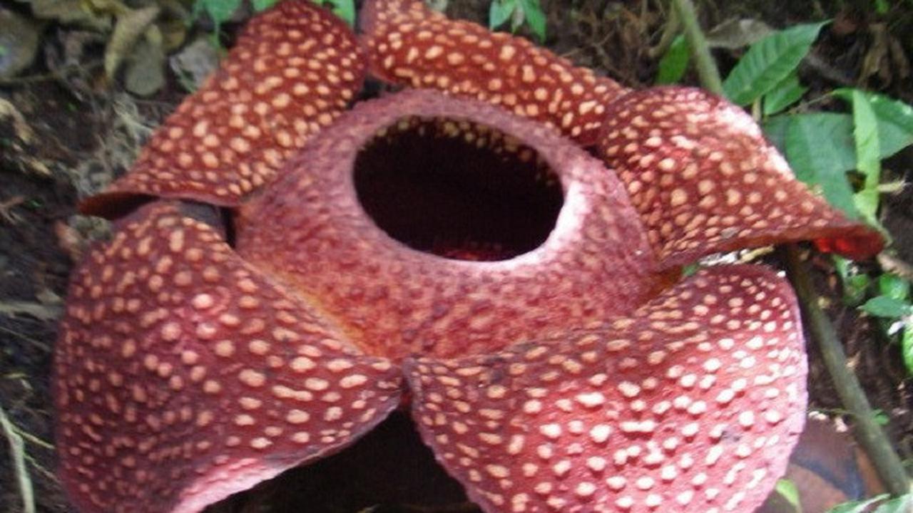 Bunga Rafflesia Arnoldi Kembali Mekar di Rejang Lebong Bengkulu