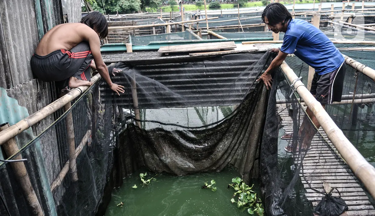 FOTO: Melawan Covid-19 dengan Budi Daya Lele di Situ Rawa Badung - Foto ...