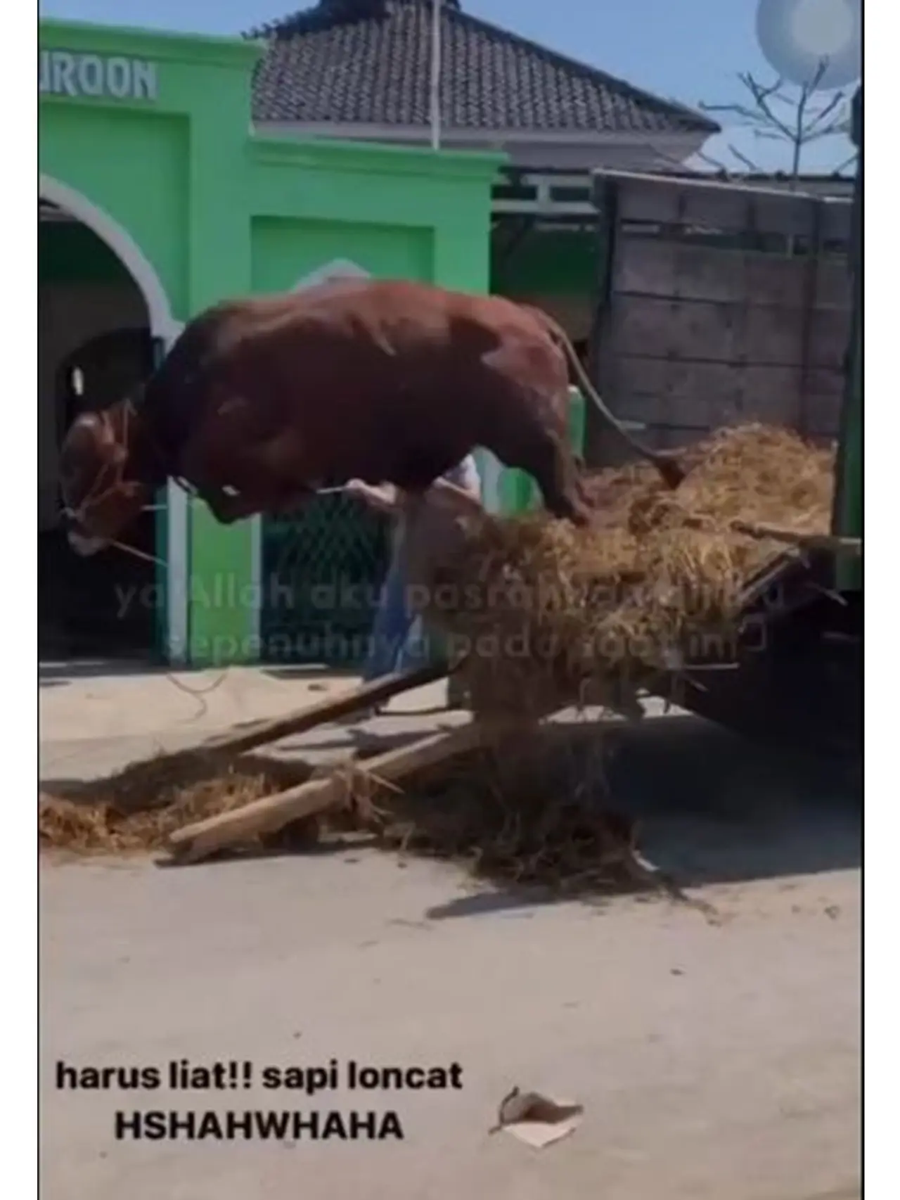 6 Potret Kocak Sapi Kurban saat Diantar ke Tempat Sembelih, Pasrah ...