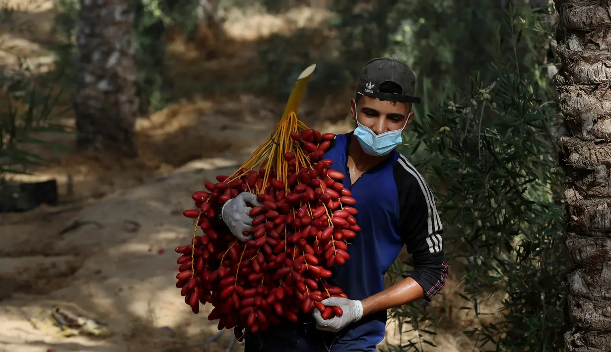 FOTO: Musim Panen Kurma di Jalur Gaza - Foto Liputan6.com