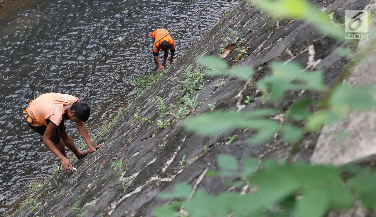 Jaga Kebersihan Sungai, Petugas Bersihkan Rumput di Turap Kali Baru ...