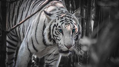 harimau putih