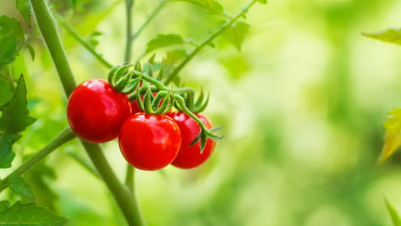 Si Merah yang Kaya Manfaat, Masalah Pencernaan Hingga Kanker - Beauty ...