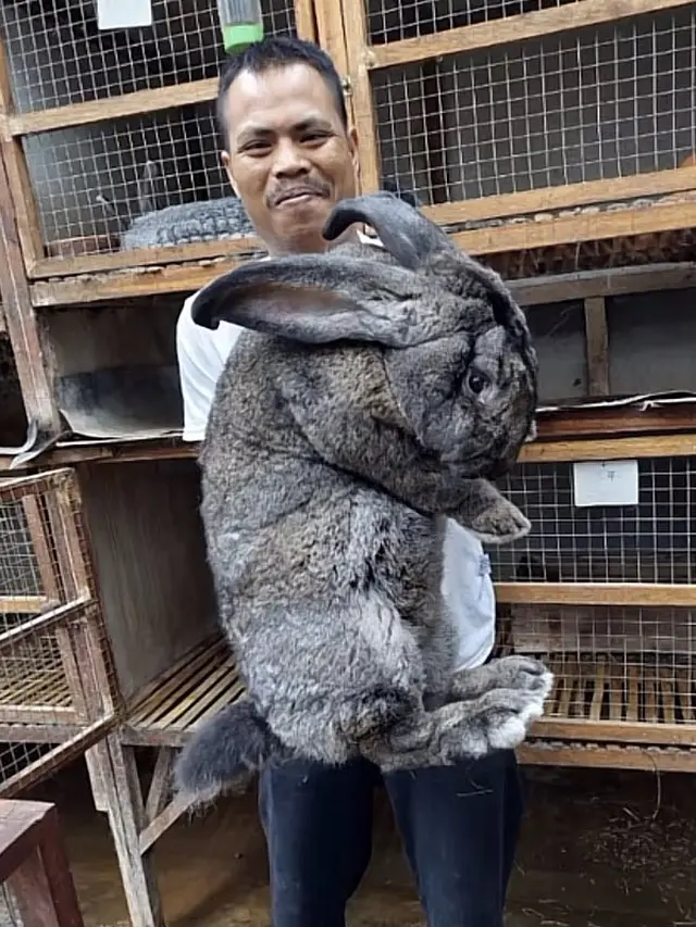 6 Potret Kelinci Raksasa Jenis Flemish, Ukuran Tubuh Bisa Sebesar ...