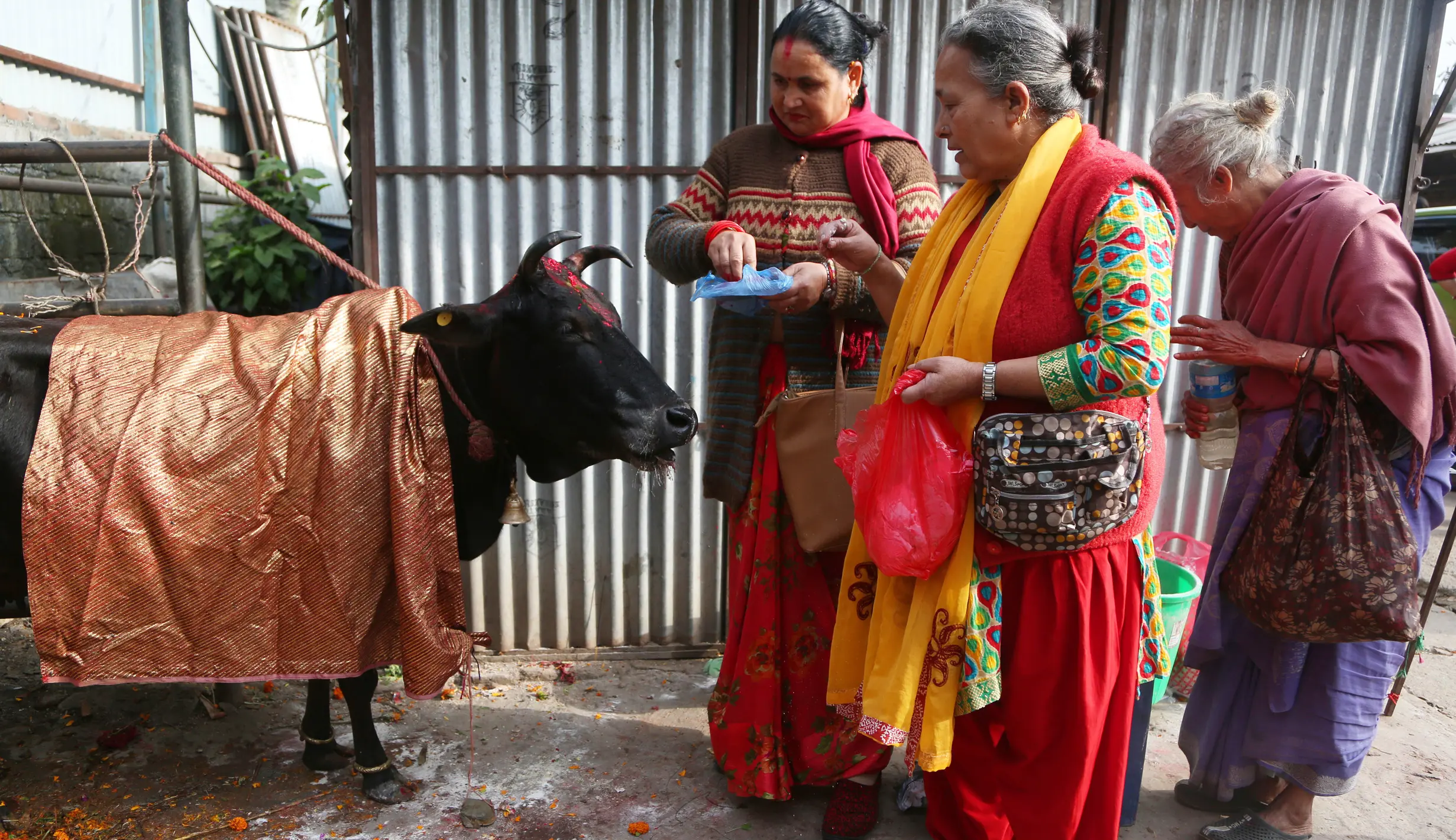 FOTO: Sapi Disembah dalam Festival di Nepal - Foto Liputan6.com