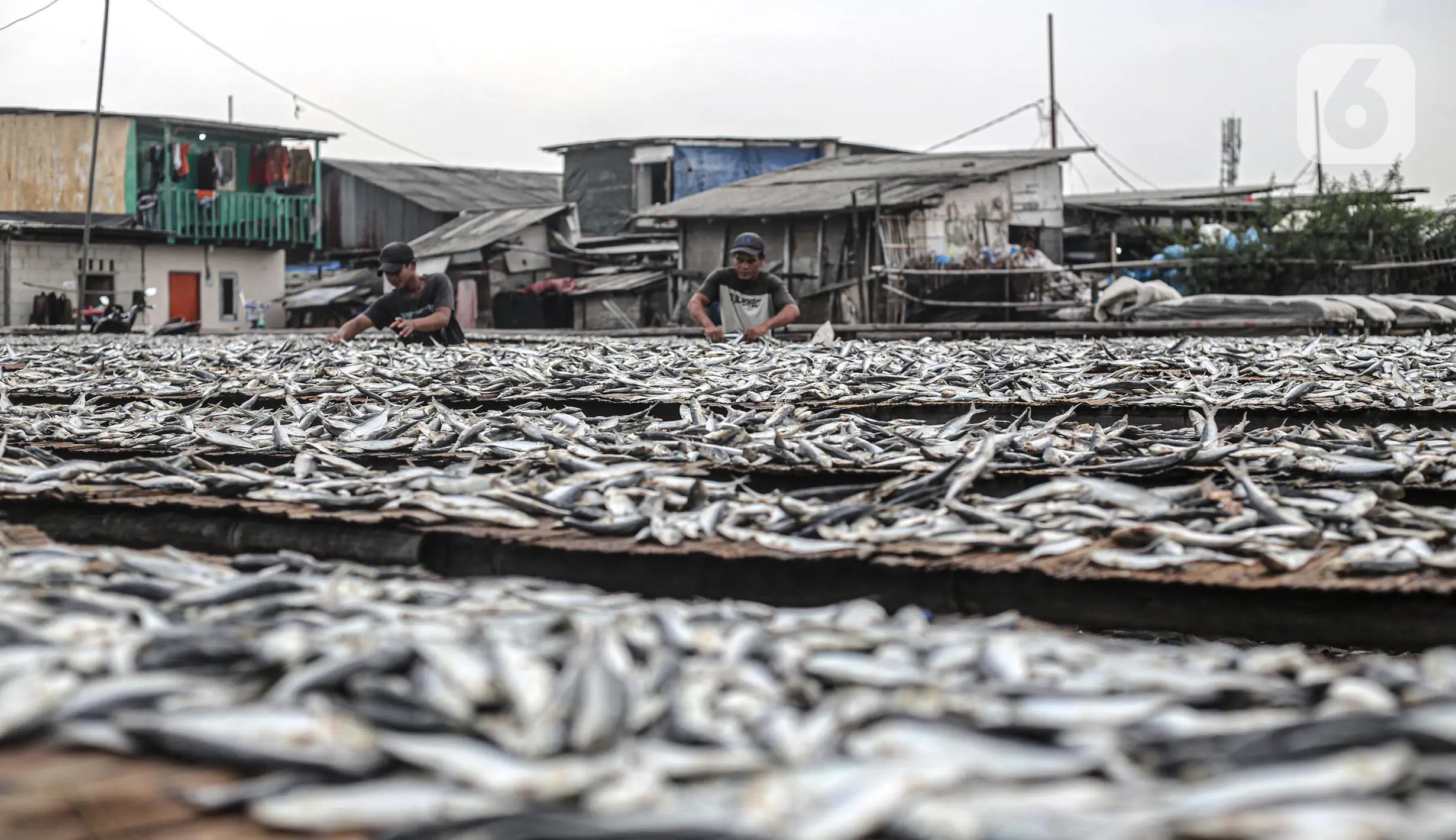 Musim Penghujan, Produksi Ikan Asin Alami Penurunan - Foto Liputan6.com