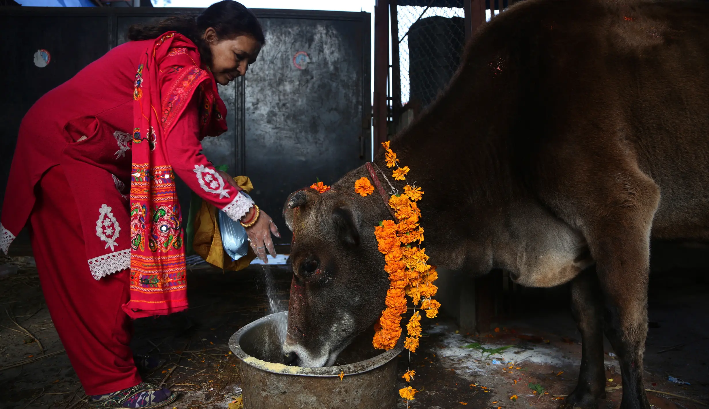 FOTO: Sapi Disembah dalam Festival di Nepal - Foto Liputan6.com