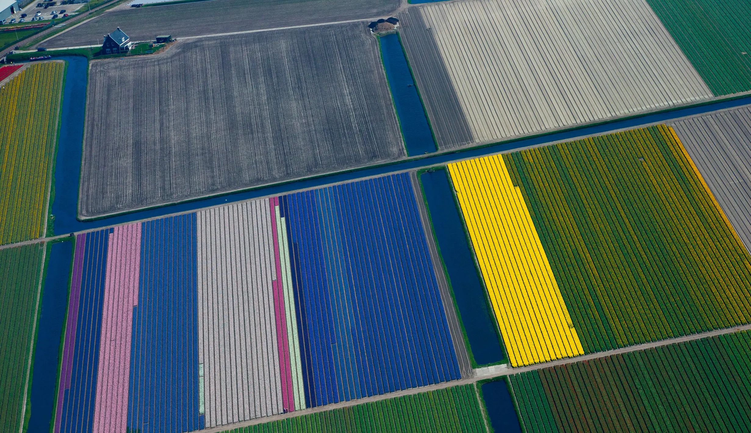 FOTO: Seperti Lukisan, Begini Penampakan Ladang Tulip di Belanda - Foto Liputan6.com