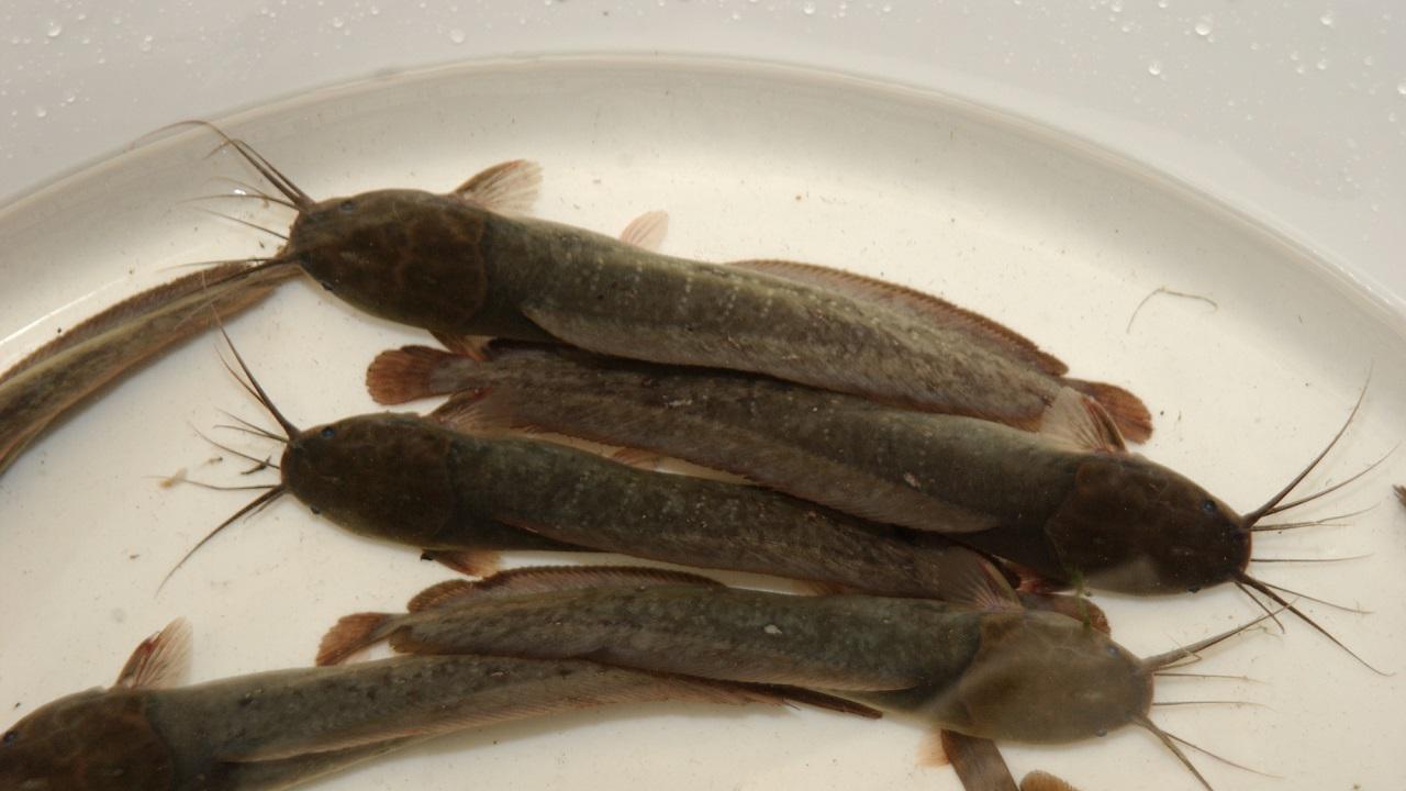 Tips Ampuh Menghilangkan Lendir Ikan Lele dan Bau Amis: Masakan Lebih ...