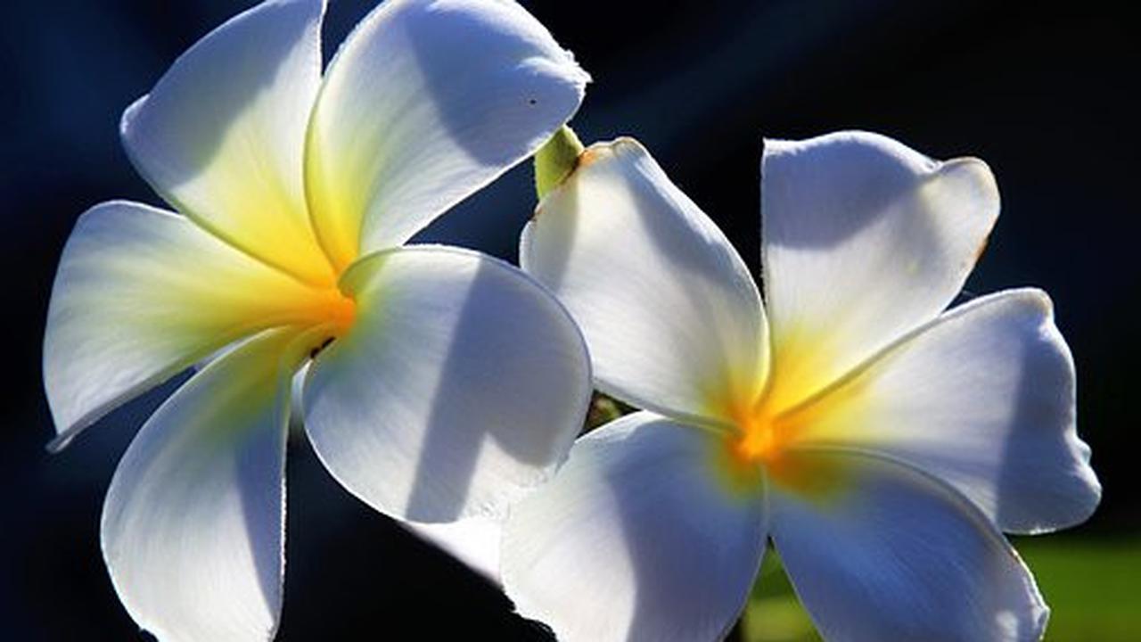 18 Manfaat Bunga Kamboja untuk Kesehatan, Bisa Mengobati Bisul dan Disentri